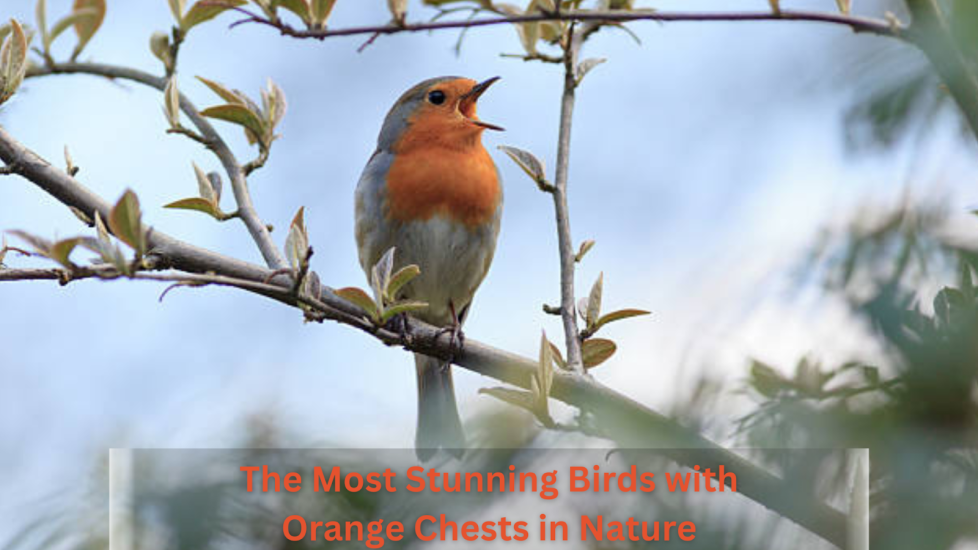 The Most Stunning Birds with Orange Chests in Nature – Bellzo
