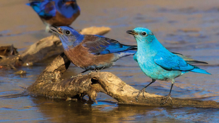 The Bluebird Meaning: Symbols of Happiness and Renewal – Bellzo