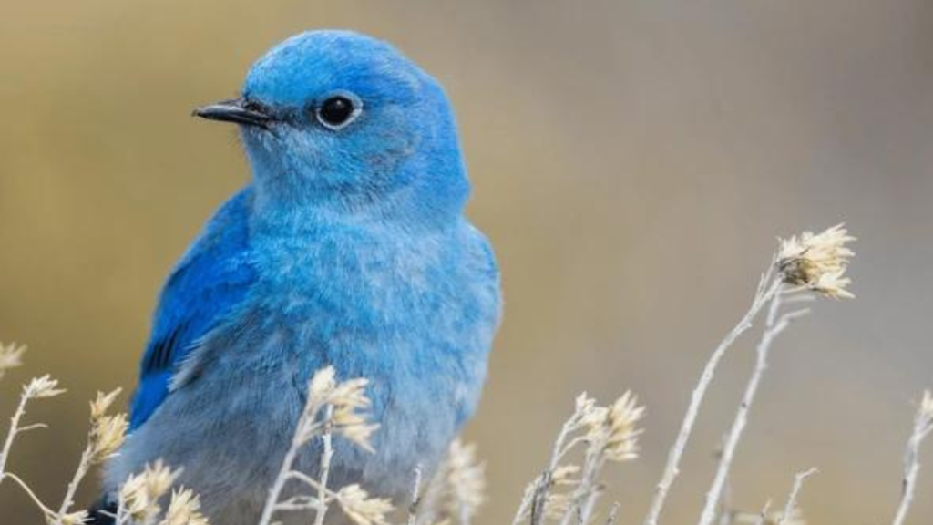 The Bluebird Meaning: Symbols of Happiness and Renewal – Bellzo
