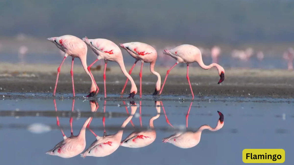 Long-Legged Birds in Diverse Environments: From Flamingos to Cranes ...