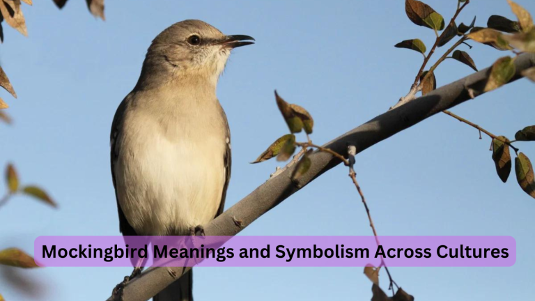Mockingbird Meaning: More Than What Meets the Eye – Bellzo