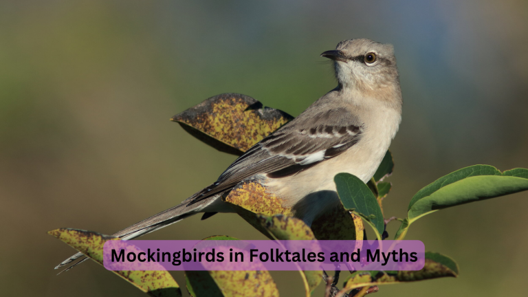 Mockingbird Meaning: More Than What Meets the Eye – Bellzo