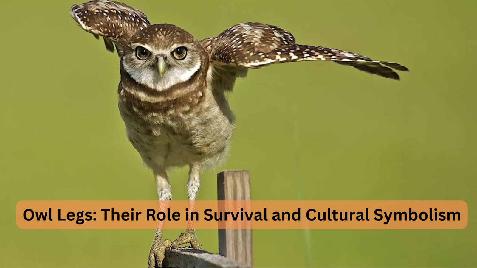Owl Legs: Their Role in Survival and Cultural Symbolism – Bellzo