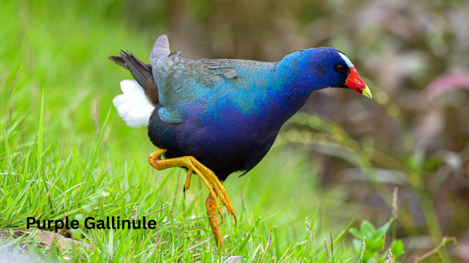 25 Stunning Purple Birds: Nature’s Colorful Wonders – Bellzo