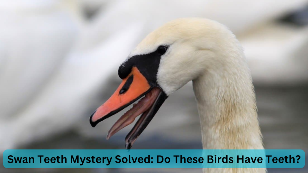 Swan Teeth Mystery Solved: Do These Birds Have Teeth? – Bellzo