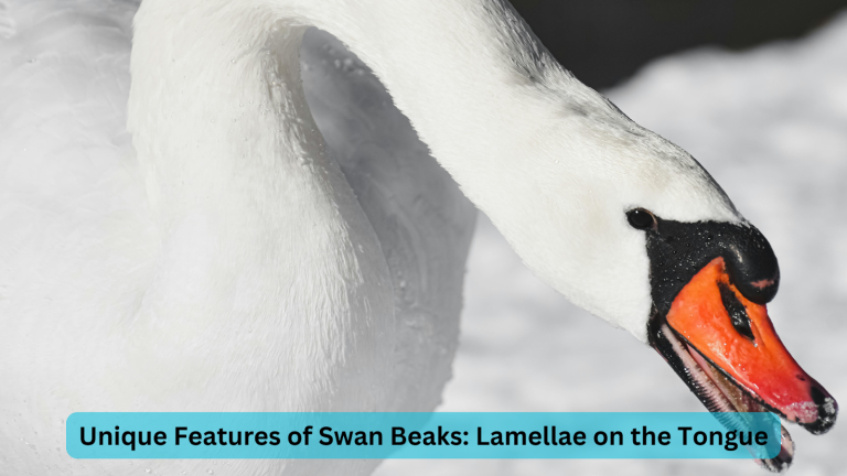 Swan Teeth Mystery Solved: Do These Birds Have Teeth? – Bellzo