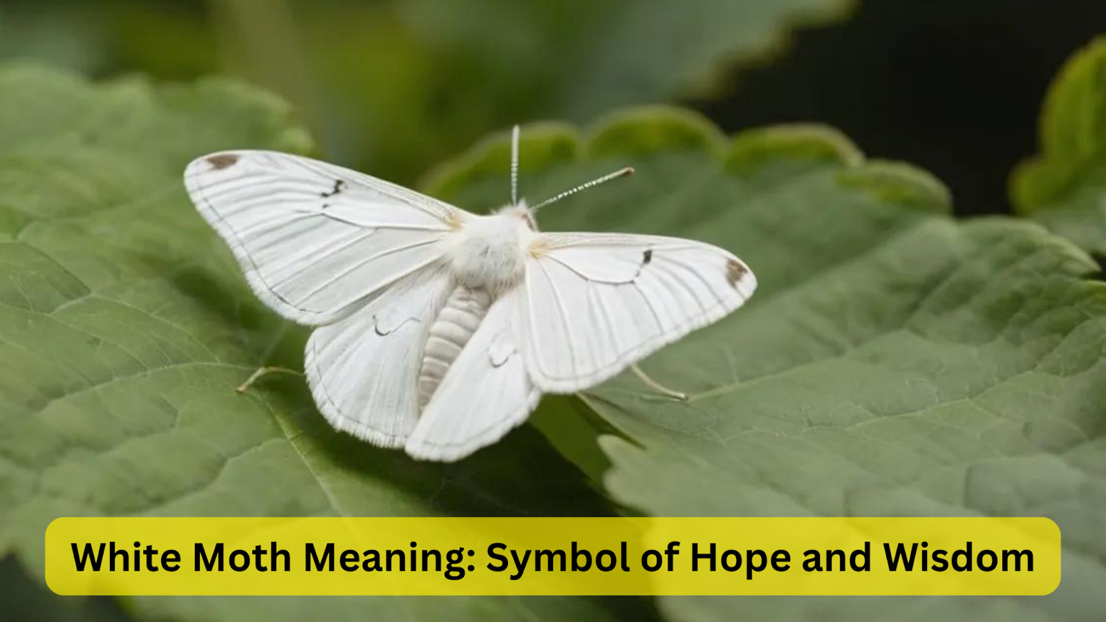 White Moth Meaning: Symbol of Hope and Wisdom – Bellzo
