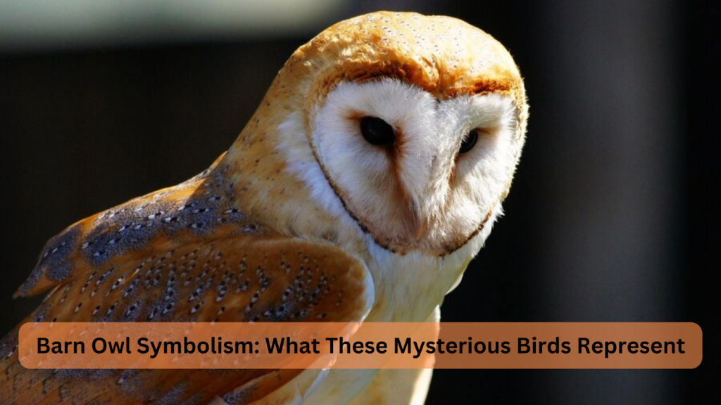 Barn Owl Symbolism: What These Mysterious Birds Represent – Bellzo