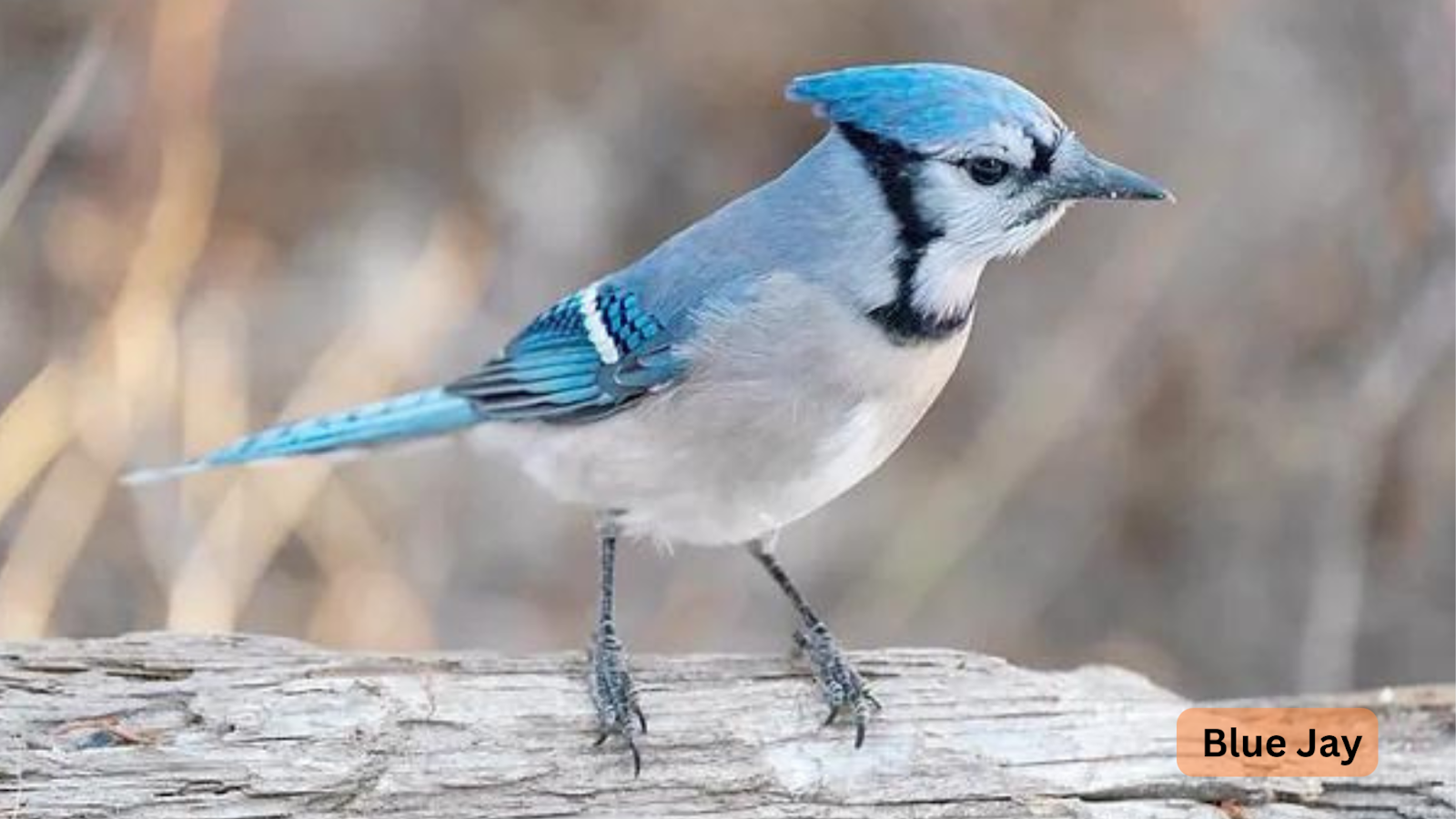 Birds with Mohawks: Nature's Unique Crested Wonders – Bellzo