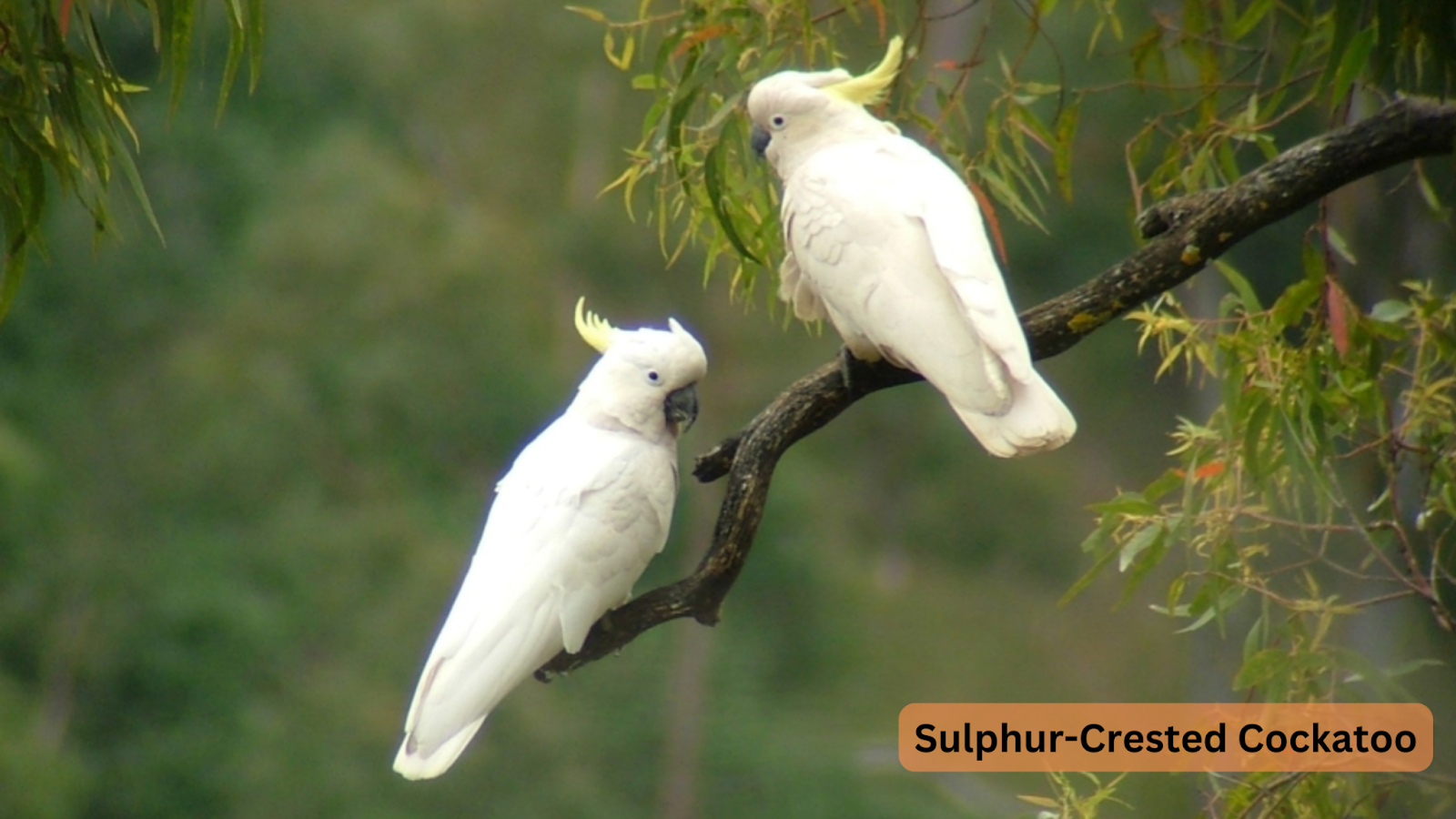 Birds with Mohawks: Nature's Unique Crested Wonders – Bellzo