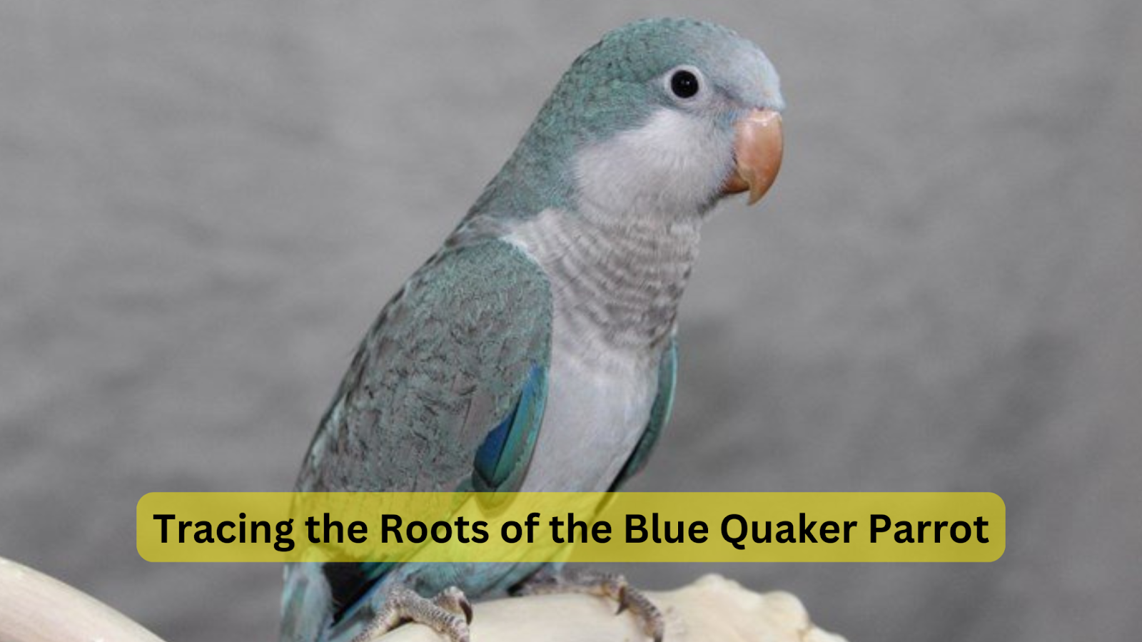 Blue Quaker Parrot: Diet, Housing, Behavior, and More – Bellzo