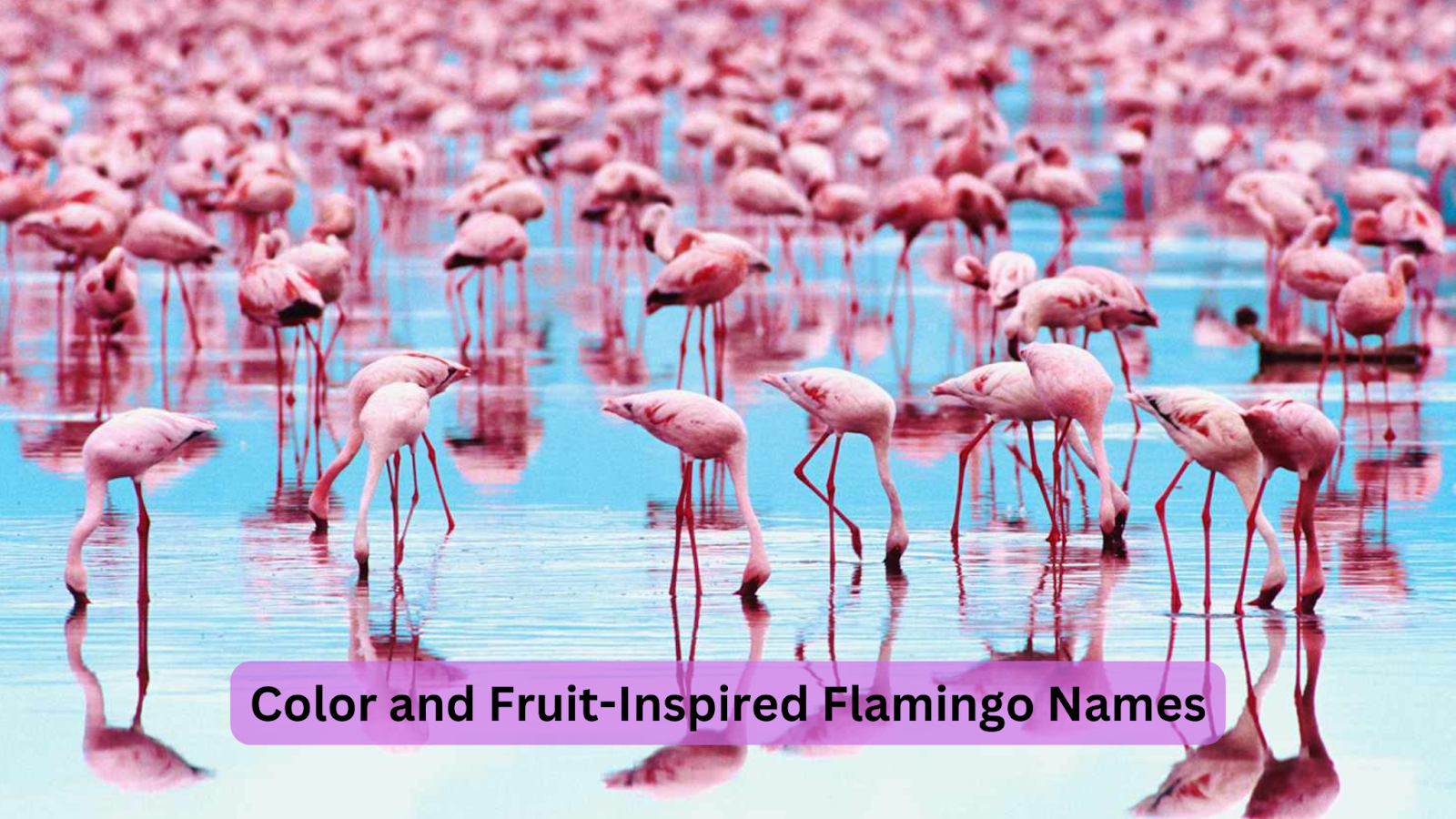 100+ Flamingo Names: Unique, Cute, and Funny Ideas for Your Bird – Bellzo