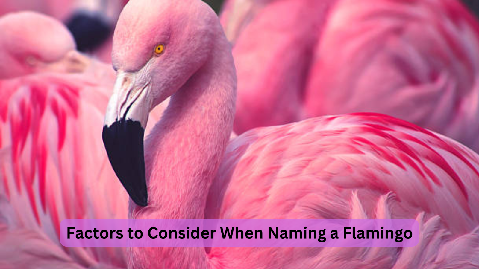 100+ Flamingo Names: Unique, Cute, and Funny Ideas for Your Bird – Bellzo