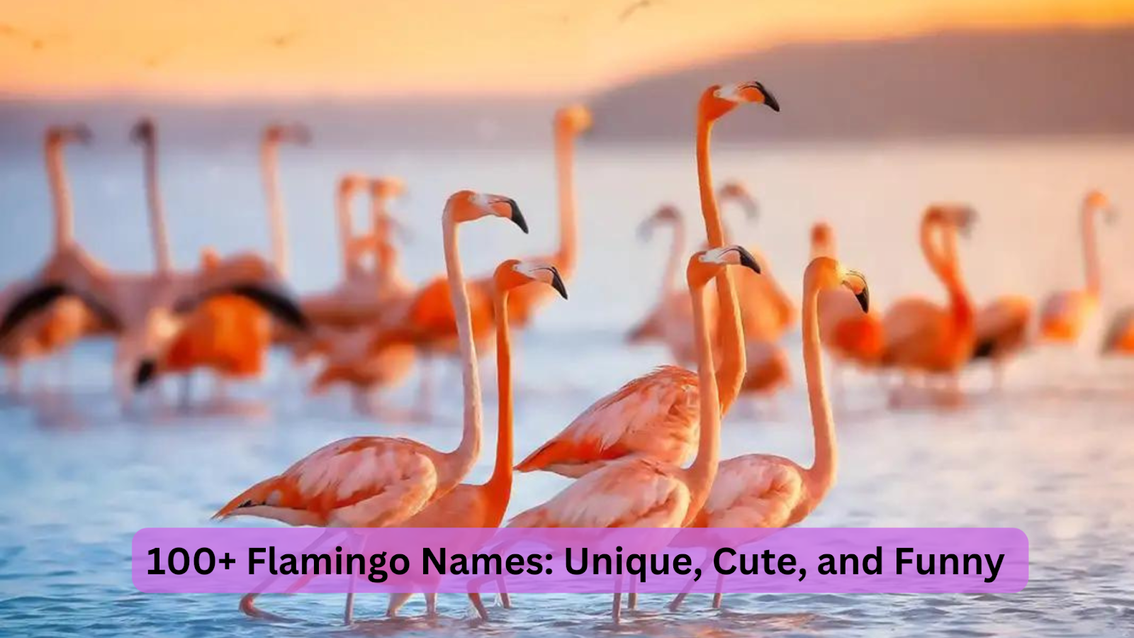 100+ Flamingo Names: Unique, Cute, and Funny Ideas for Your Bird – Bellzo