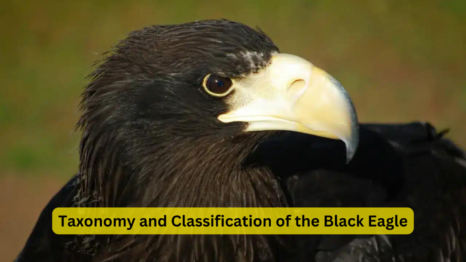 Black Eagle: A Symbol of Authority and Strength in the Skies – Bellzo