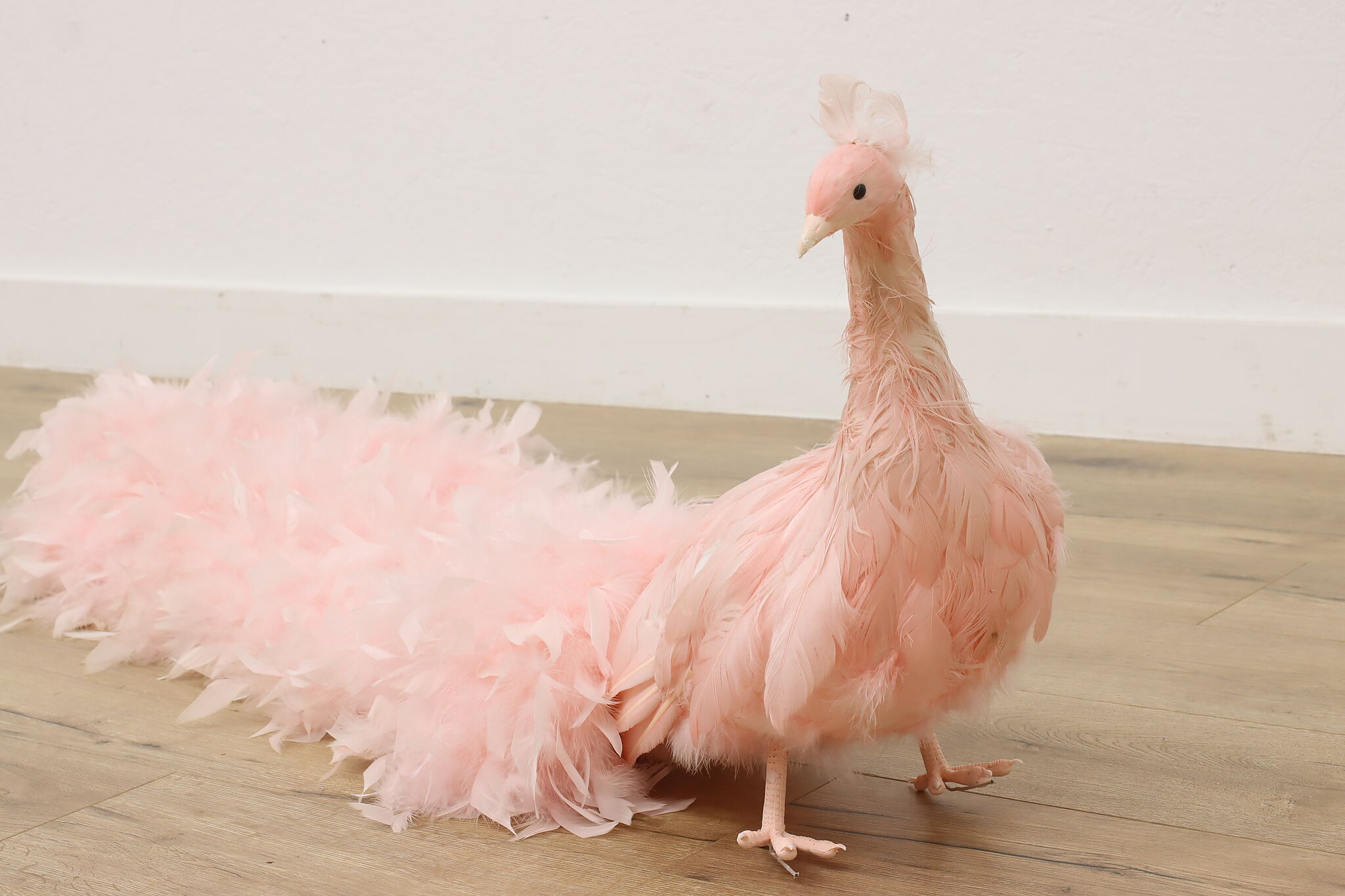 Pink Peacocks Really Exist? Find the Truth Behind the Mystery – Bellzo