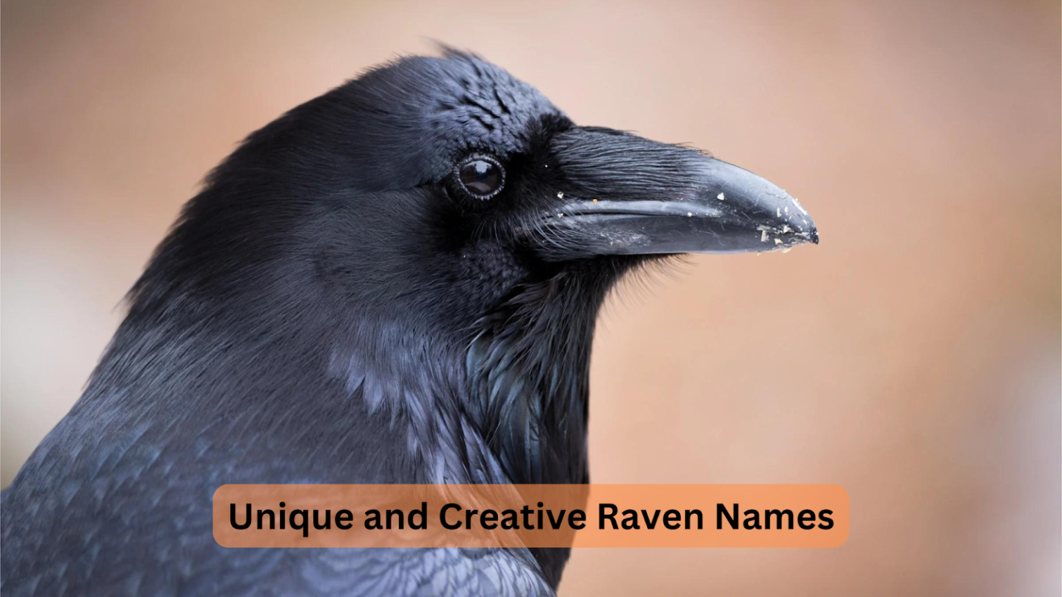 Raven Names: From Cute to Cool, Find the Perfect Fit – Bellzo